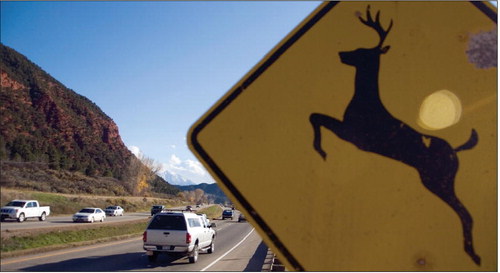 Spring cleaning roadkill throughout the valley: Whose job is it ...